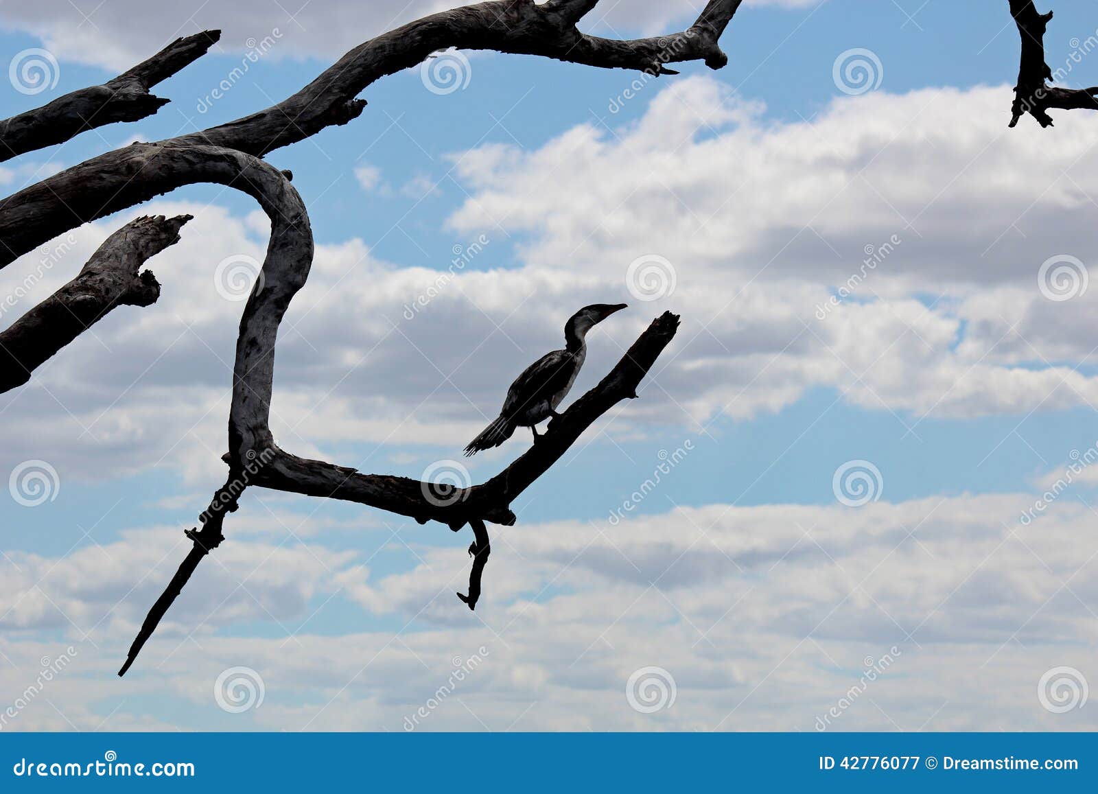 Bird on a big branch stock image. Image of bird, fauna - 42776077