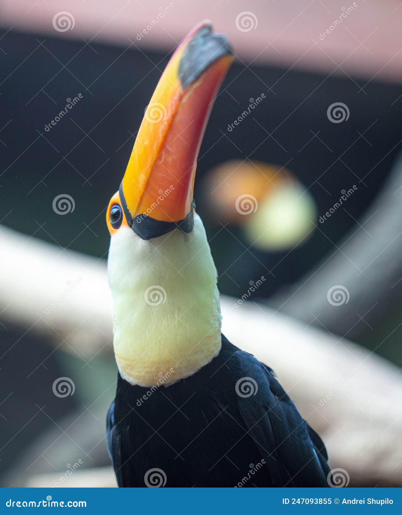 Bird big toucan in nature. stock image. Image of orange - 247093855