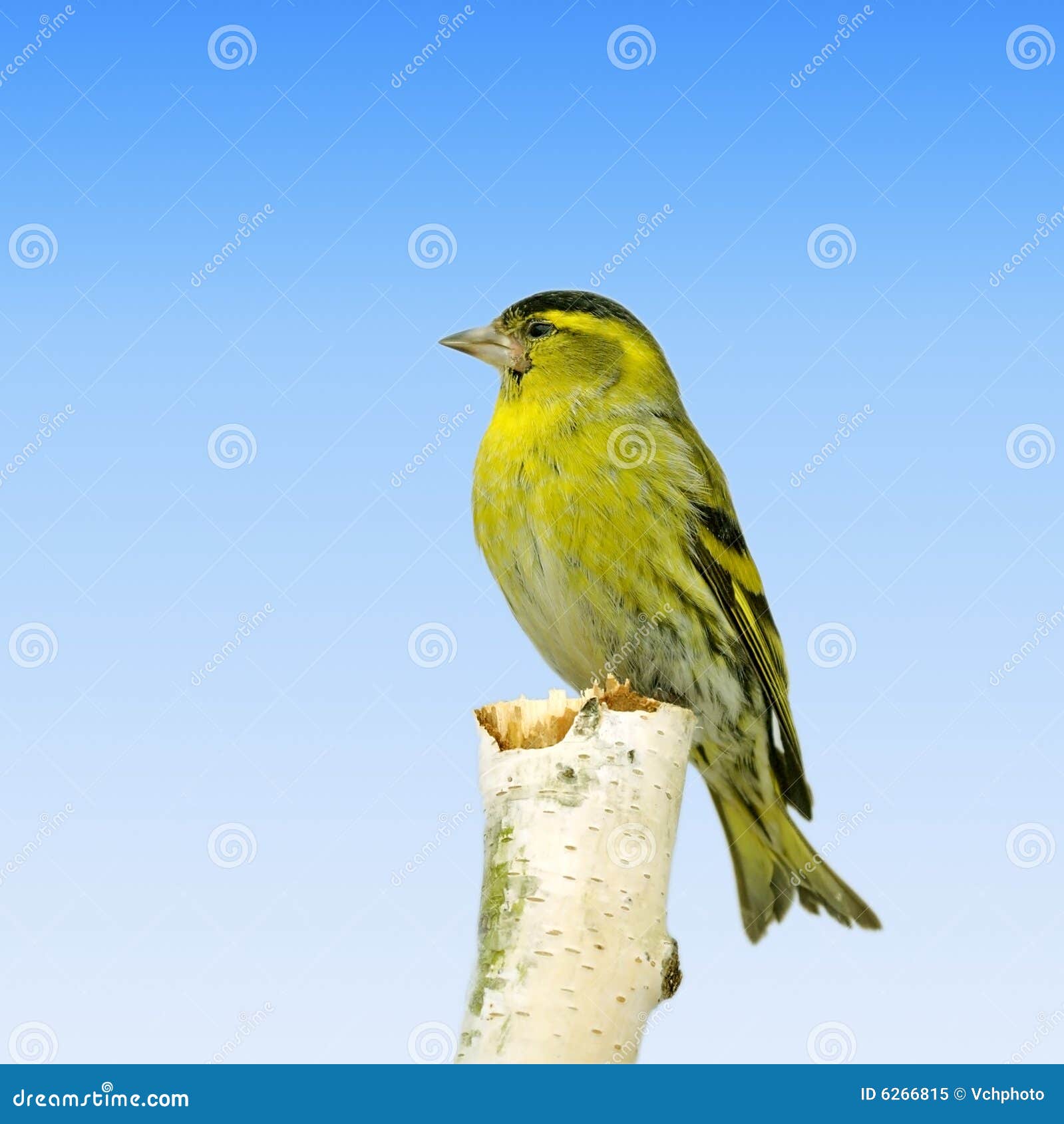 Bird on the birch. stock image. Image of blue, beak, wilderness - 6266815