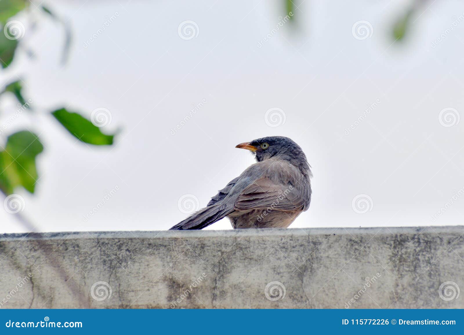 Bird stock photo. Image of perfect, time, action, bird - 115772226