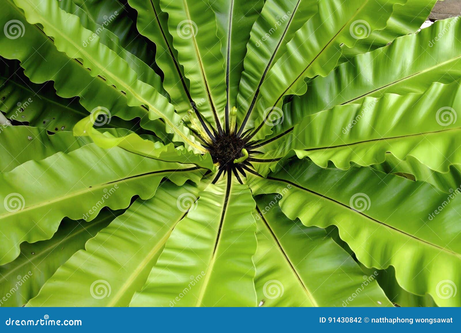Bird, bird`s nest fern stock photo. Image of nest, plant - 91430842