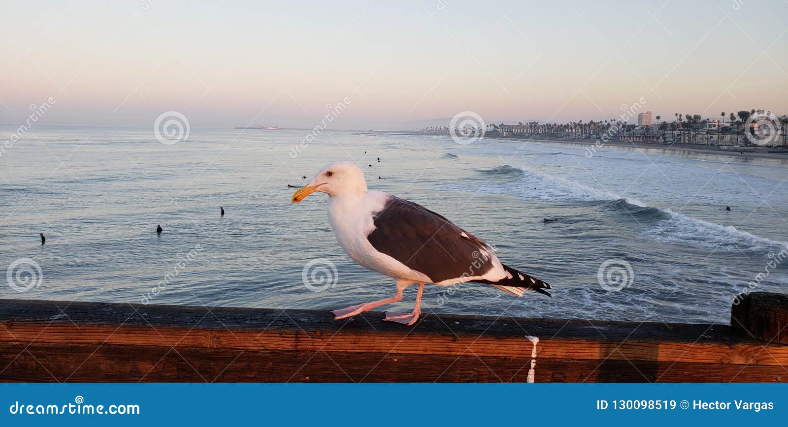 Bird stock image. Image of waiting, beach, bird - 130098519
