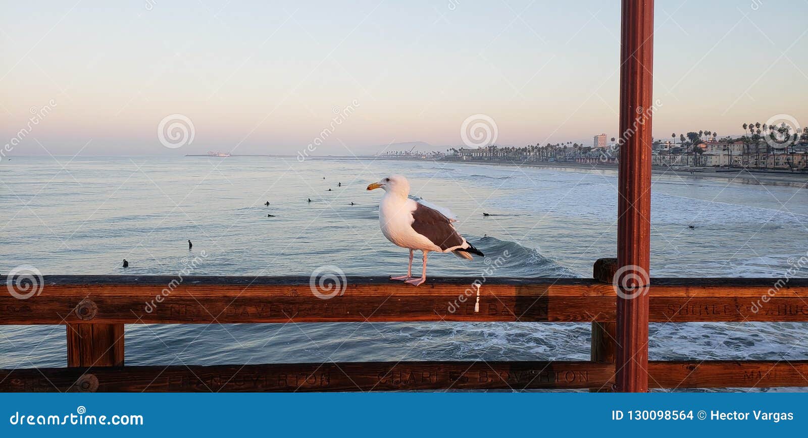 Bird stock photo. Image of bird, beach, waiting - 130098564