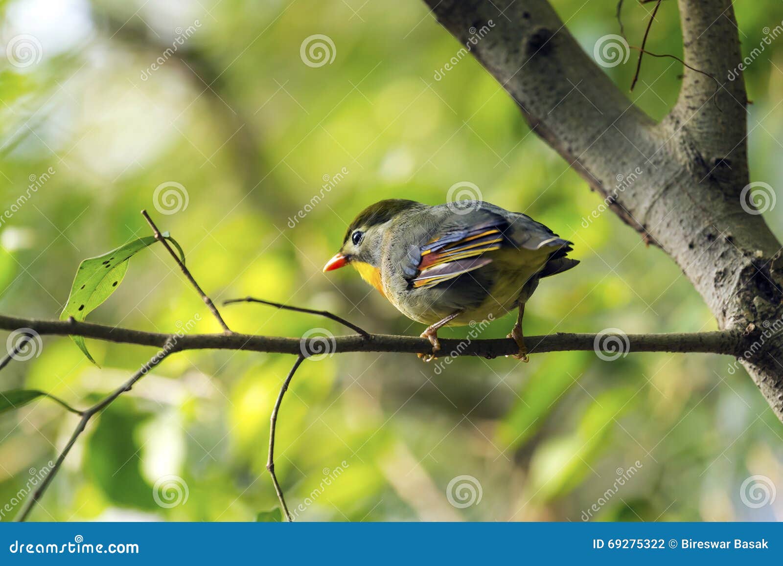 Bird stock photo. Image of nature, kong, green, birds - 69275322