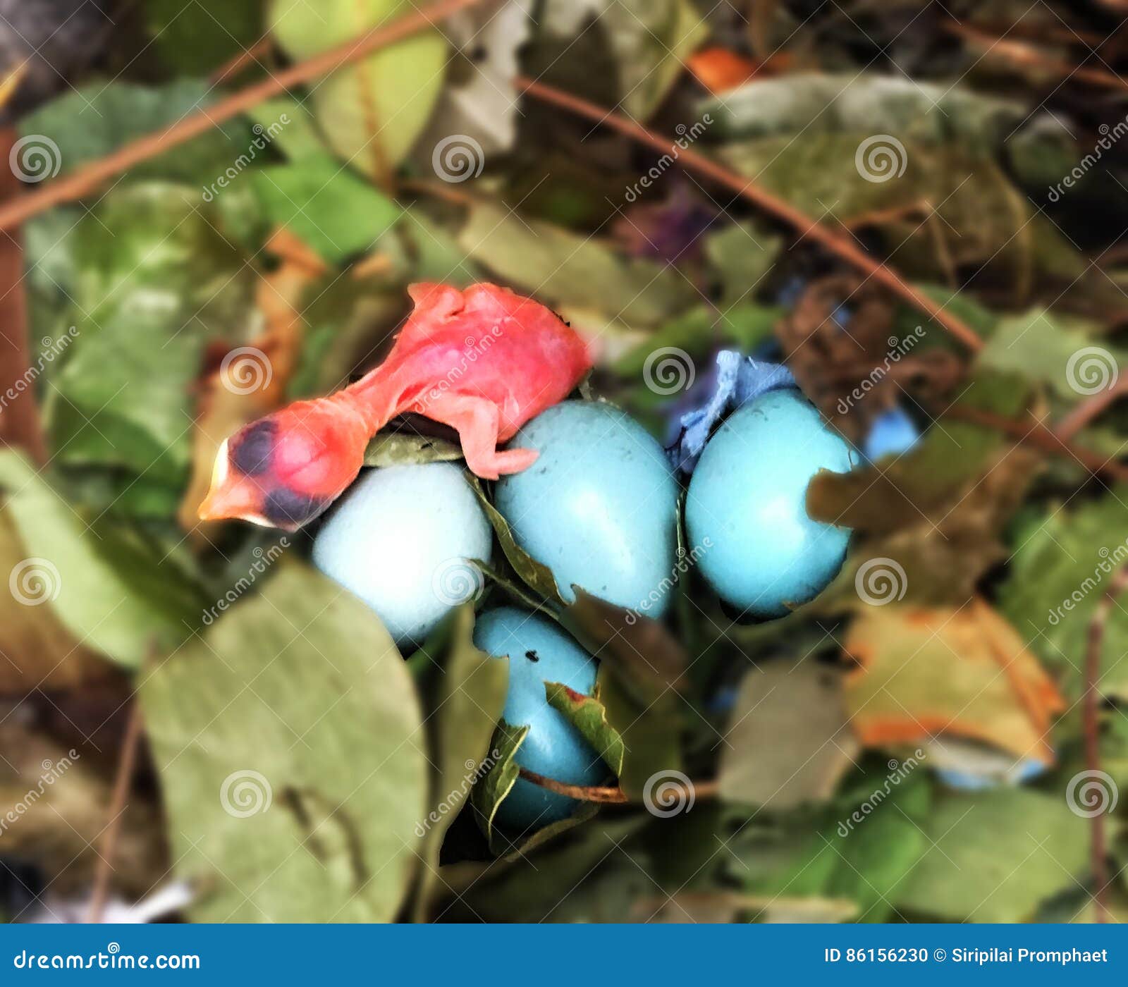 Bird; Birth; Born; Nest; Baby Stock Photo - Image of born, birdnew ...
