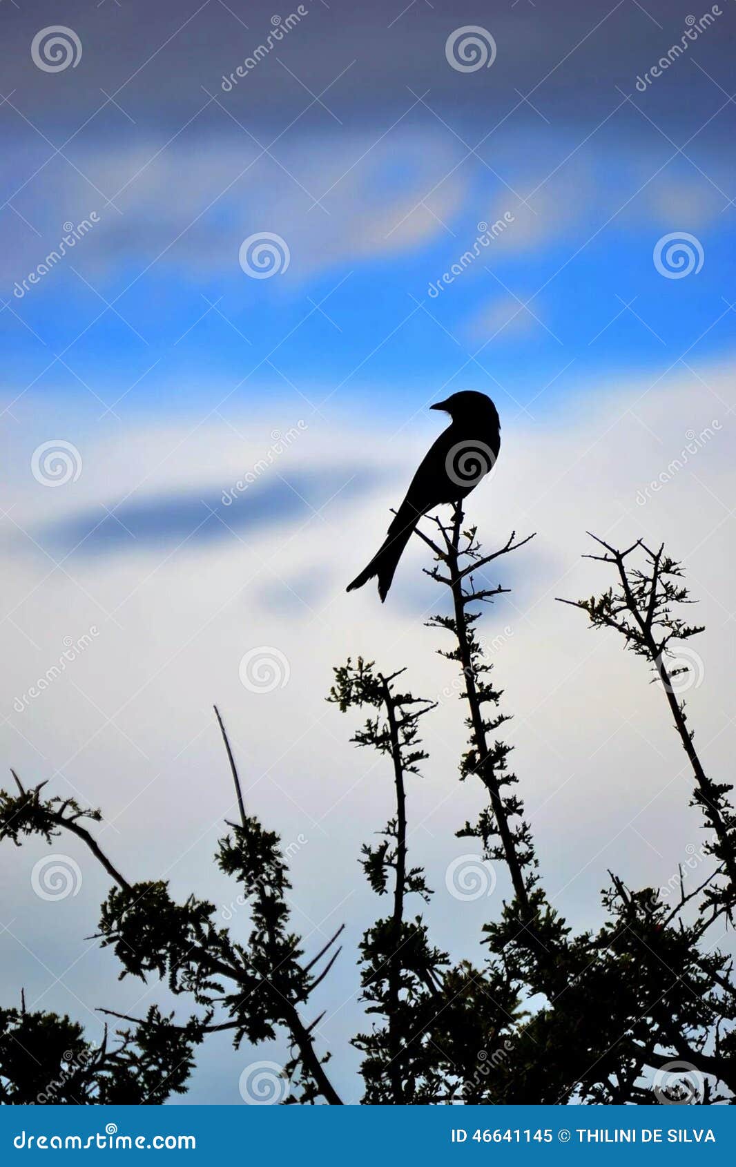 Bird Black - Bird Branch Sky Tails Stock Image - Image of branch, tails ...