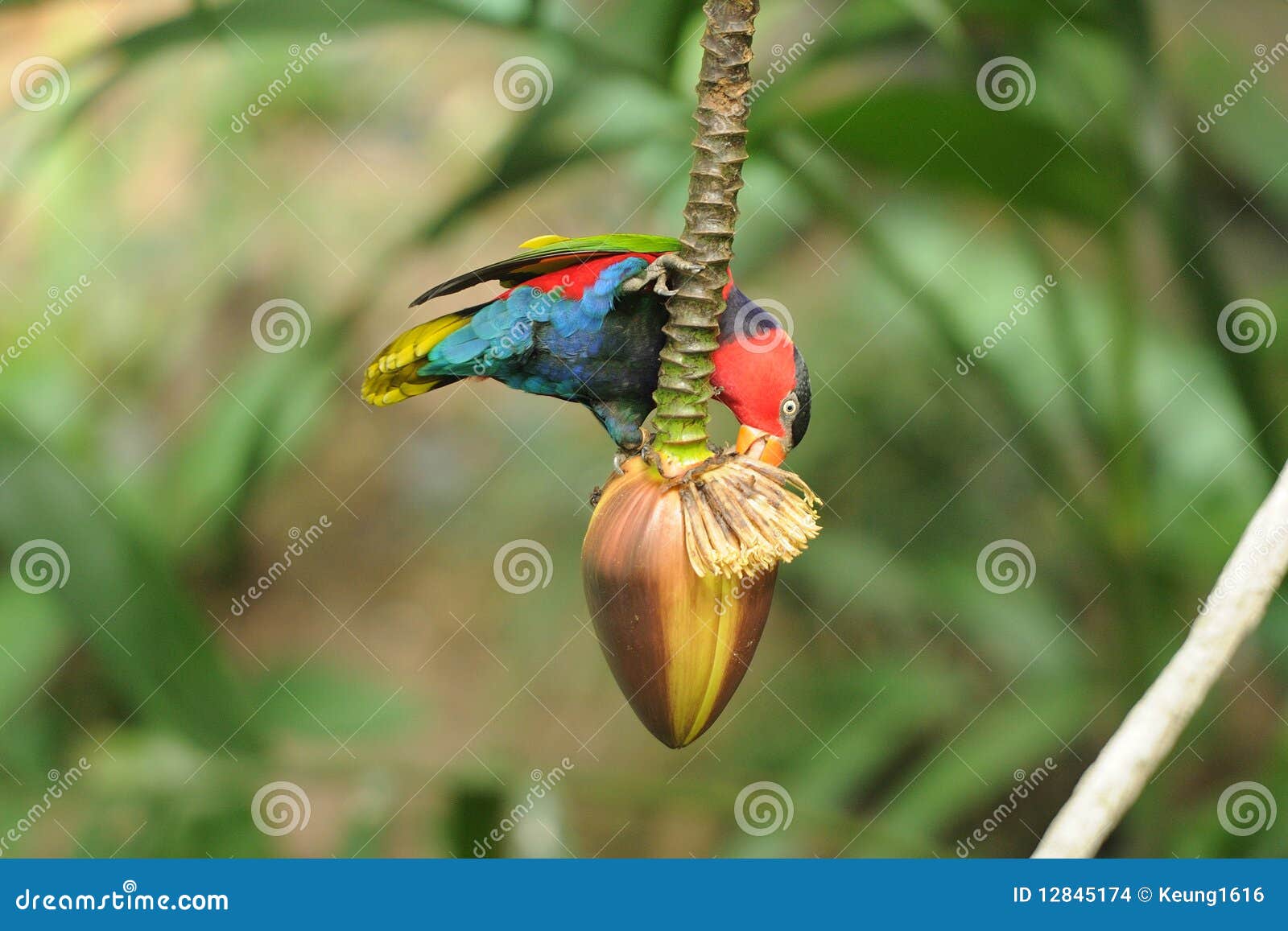 Black Lory, Chalcopsitta Atra, Dark Parrot Fight From West Papua, New ...