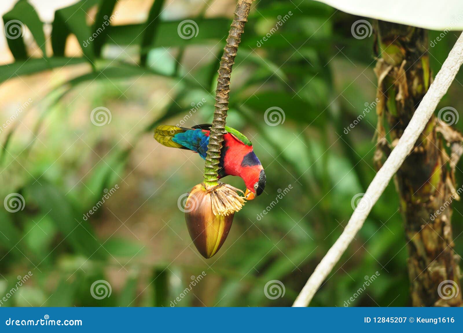 Black Lory, Chalcopsitta Atra, Dark Parrot Fight From West Papua, New ...