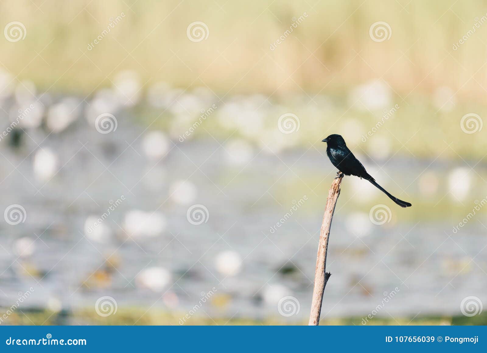 Bird (Black Drongo) on Tree in Nature Wild Stock Image - Image of cute ...