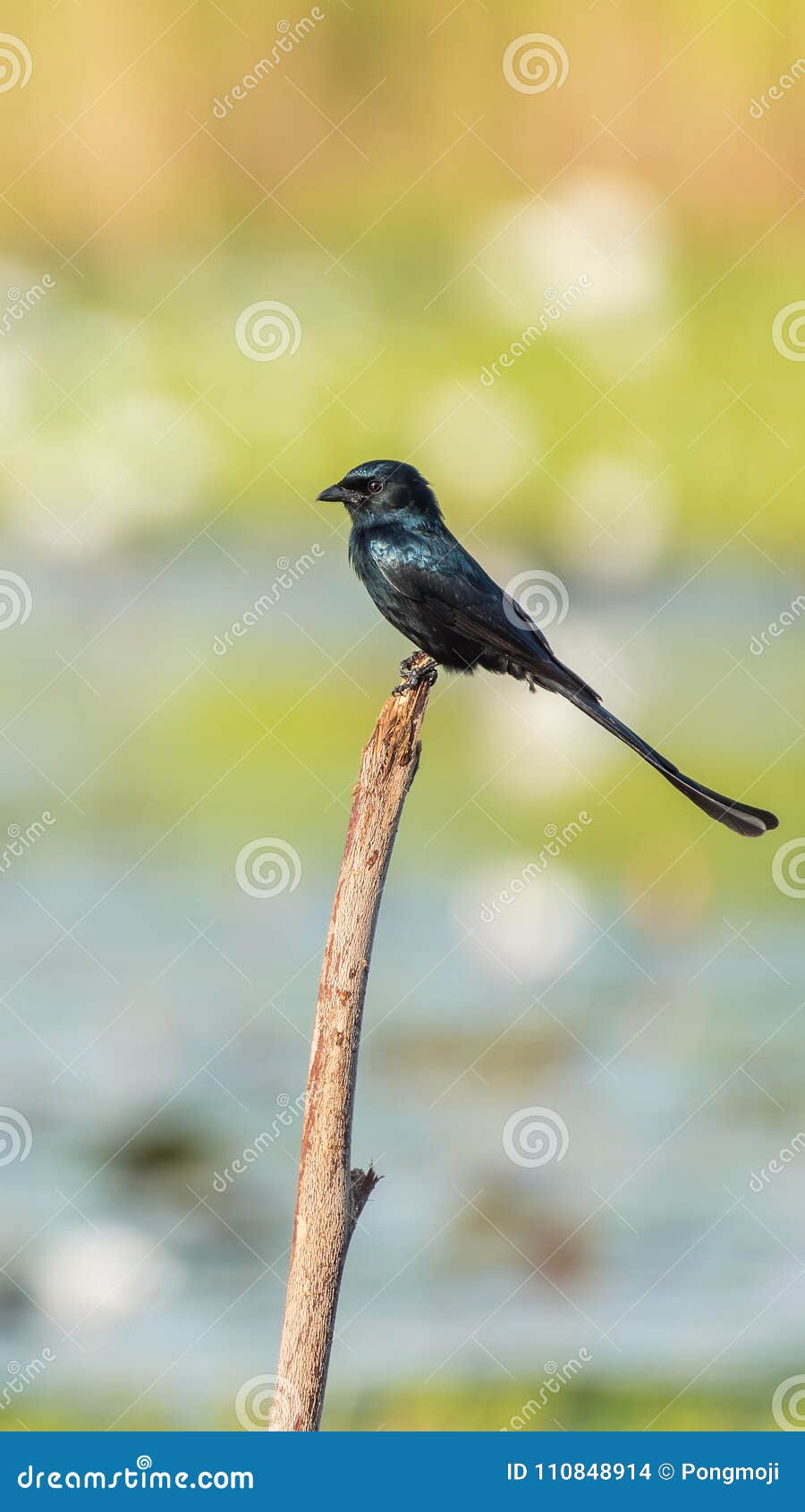 Bird (Black Drongo) on Tree in Nature Wild Stock Photo - Image of perch ...
