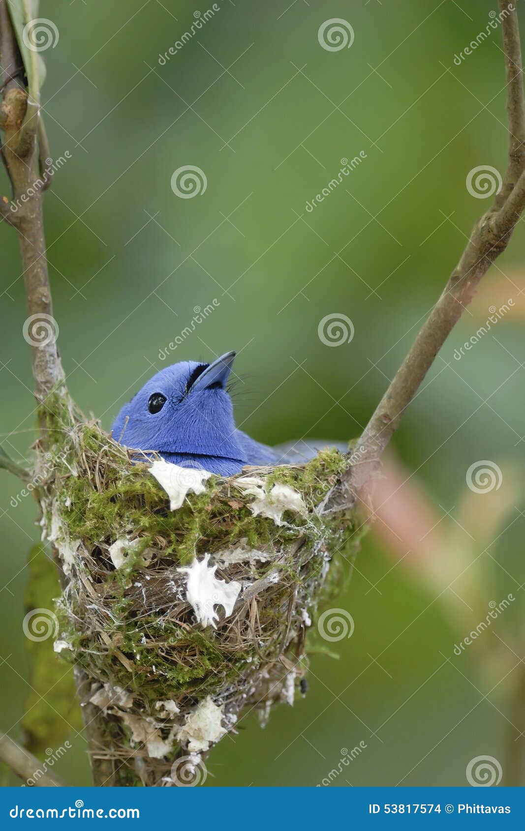 Bird (Black-naped Monarch) Nesting on Tree Stock Photo - Image of ...