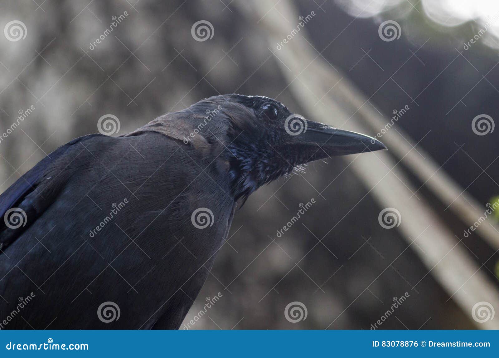 Bird Black Raven on Tree Branch in Forest Stock Photo - Image of view ...