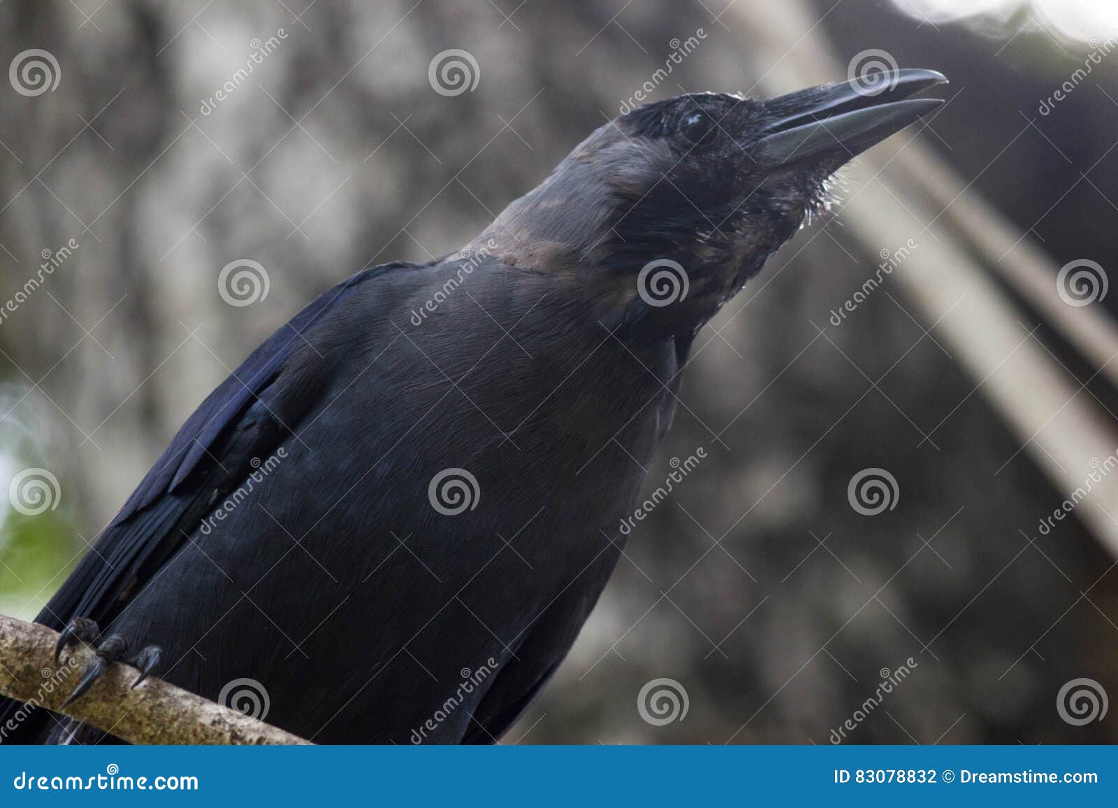 Bird Black Raven on Tree Branch Stock Photo - Image of travel, jungle ...