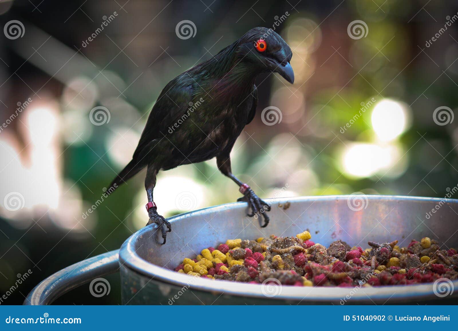 Bird stock photo. Image of bird, fauna, wildlife, food - 51040902