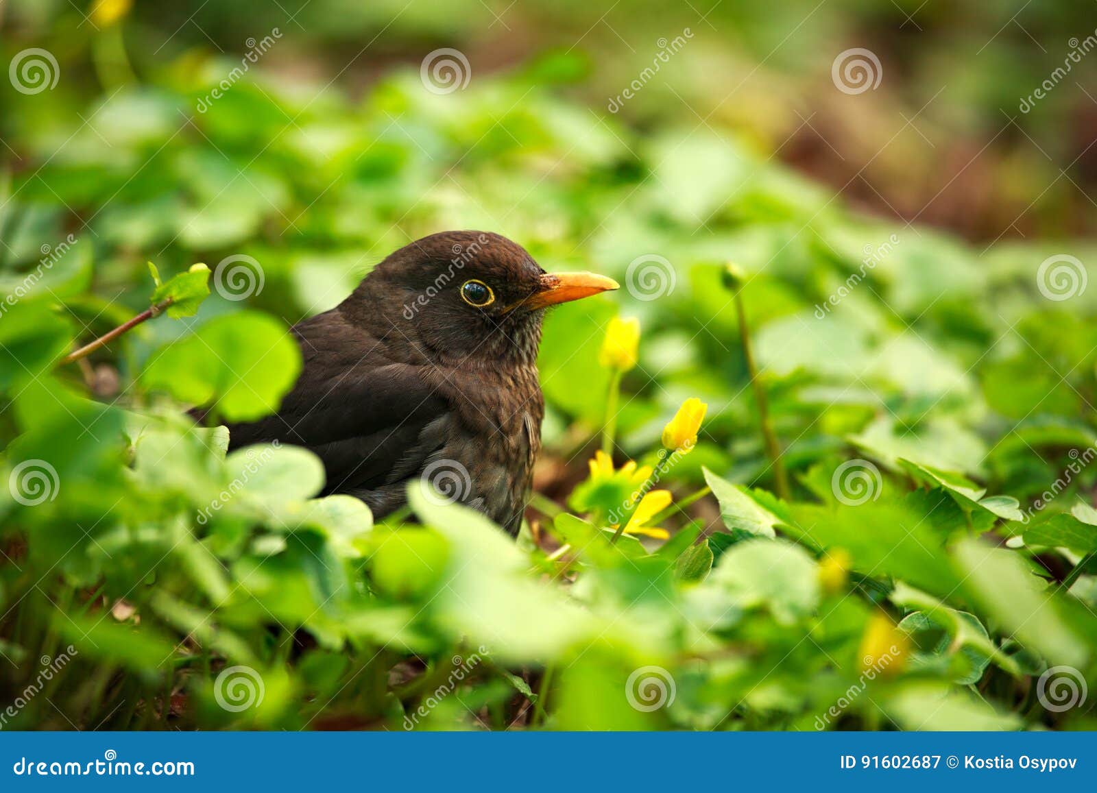 Bird Black Thrush Sitting in Summer Green Blooming Glade Stock Image ...