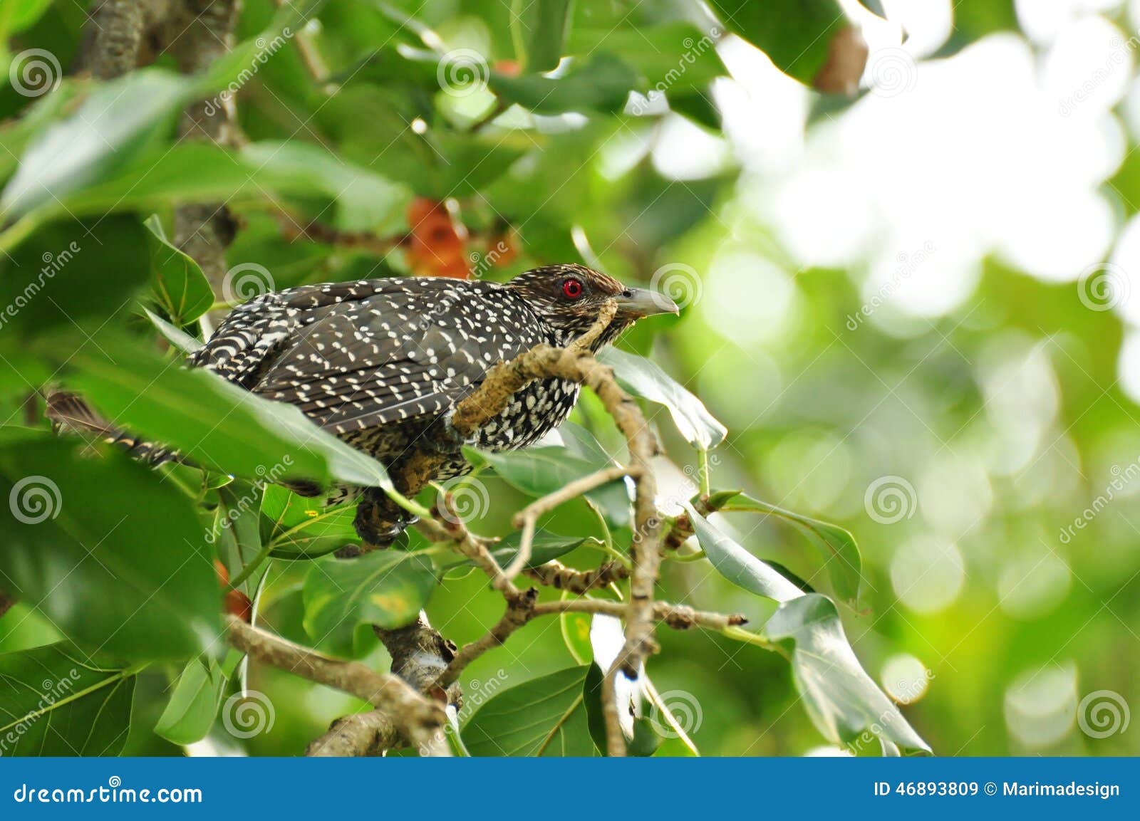 Bird stock image. Image of asia, holiday, exotic, feather - 46893809