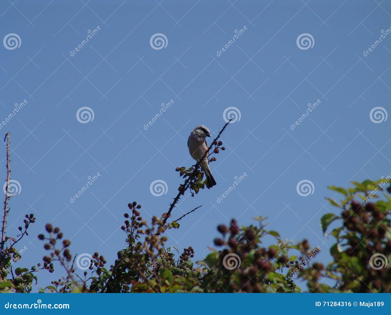 A Bird on the Blackberry Branch Stock Photo - Image of birds ...