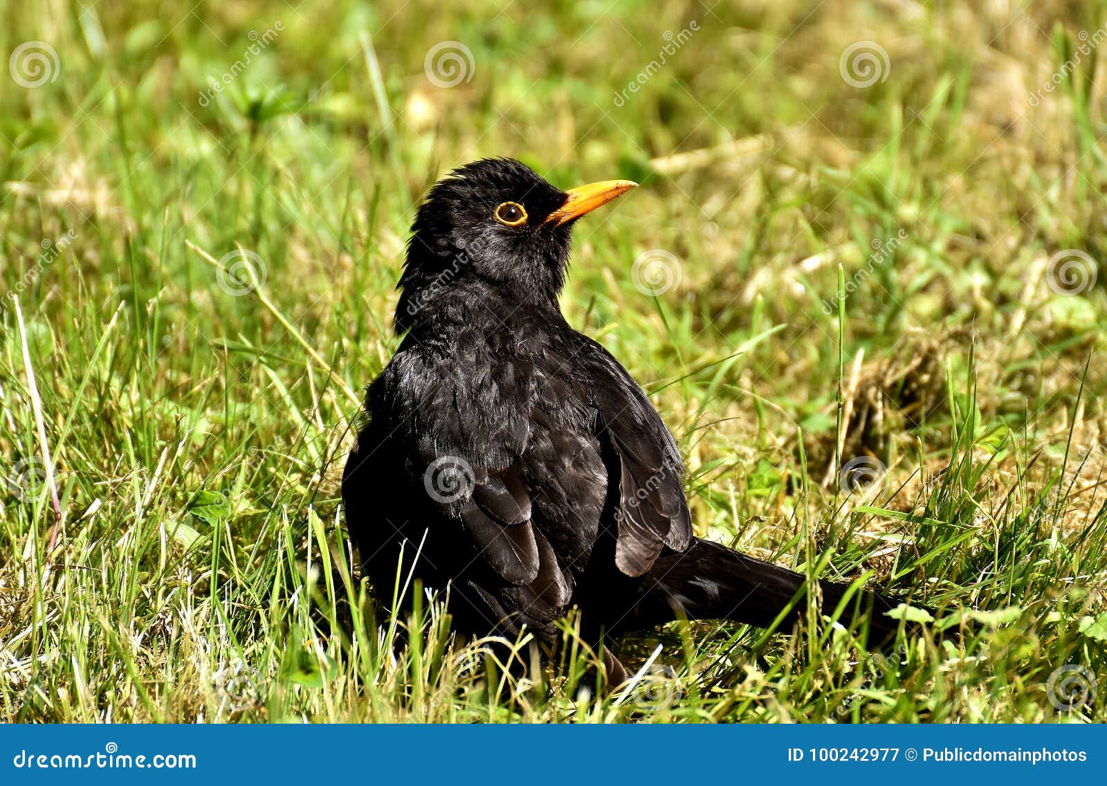 Bird, Blackbird, Beak, Fauna Picture. Image: 100242977