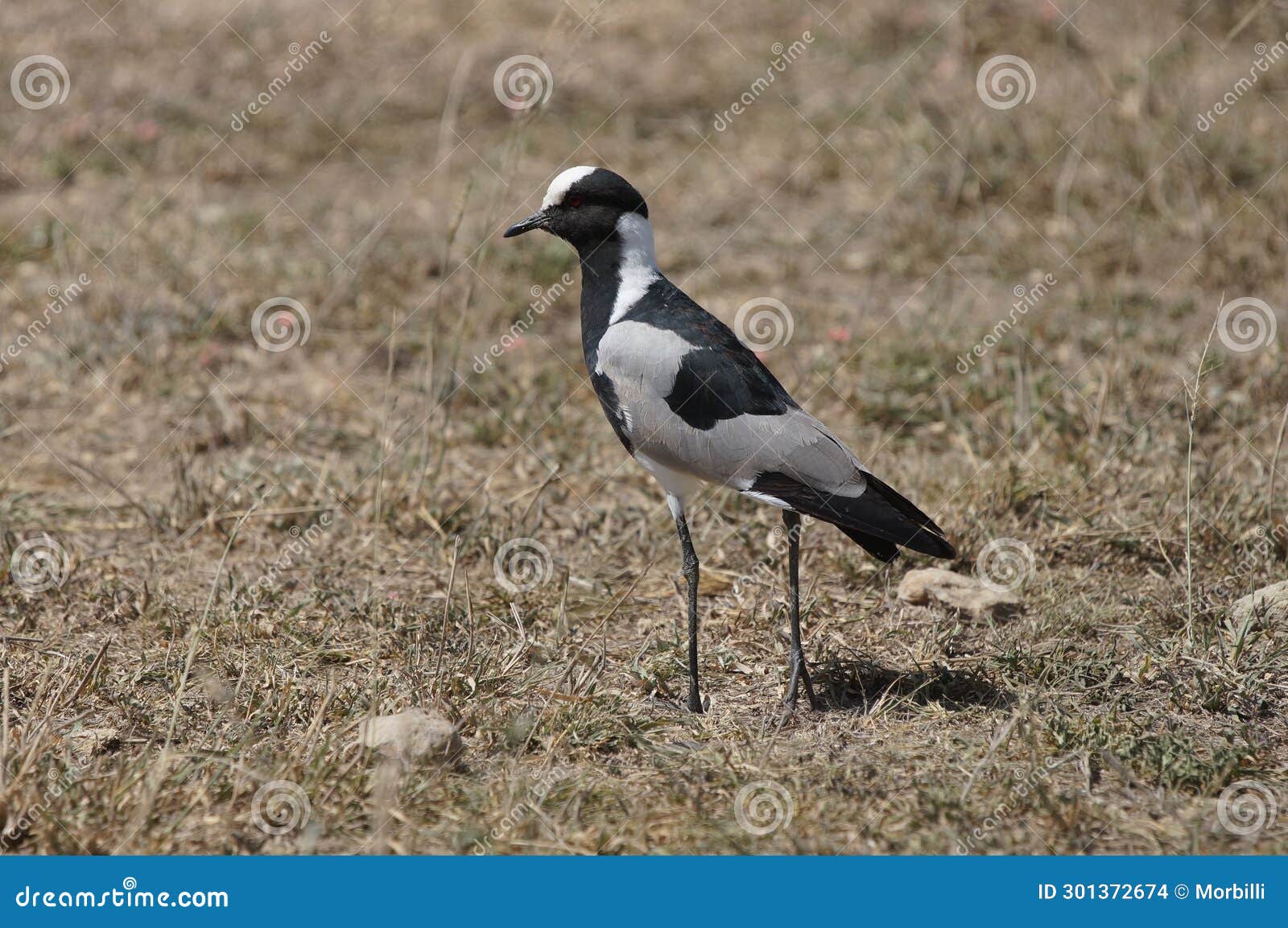 A Bird Blacksmith Lapwing Poses in the Sun Stock Photo - Image of ...