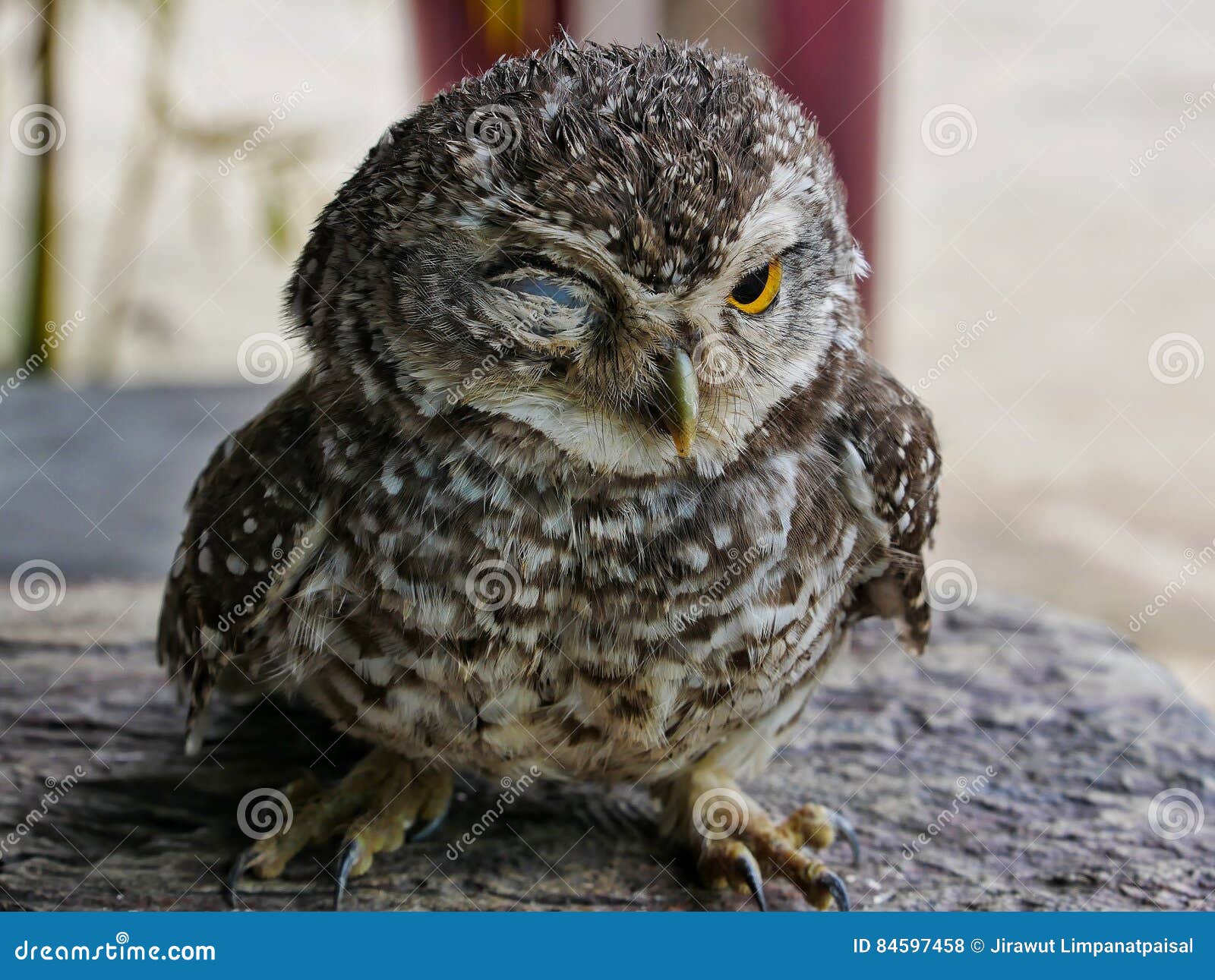 Bird blind stock photo. Image of wild, animals, blind - 84597458