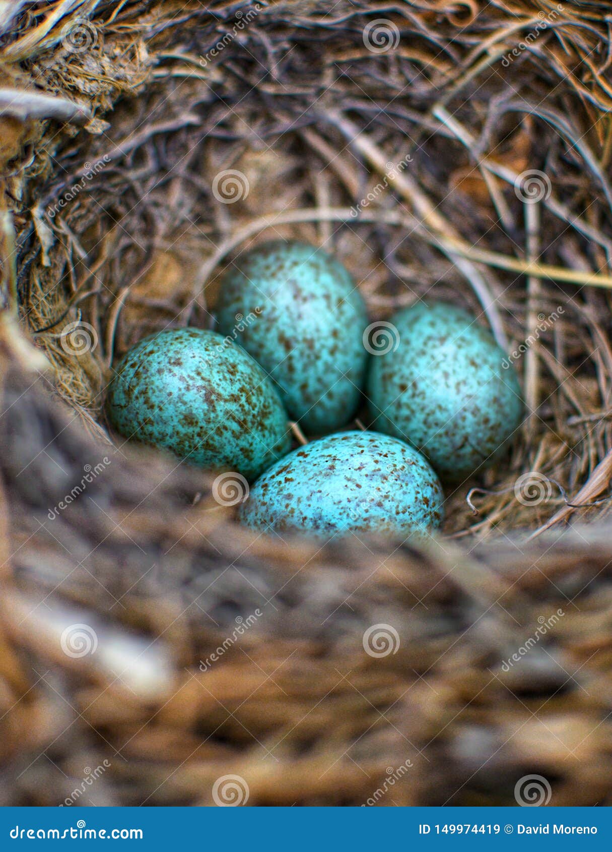 Bird Blue Colored Eggs in a Nest Stock Image - Image of bird, group ...