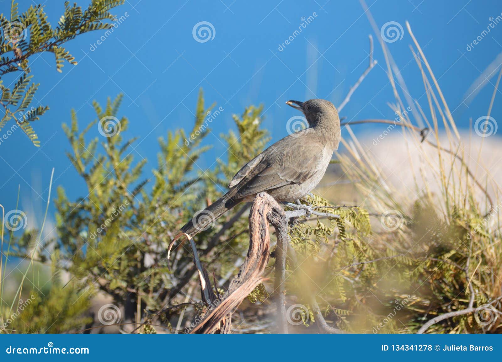 Bird stock photo. Image of green, bird, focused, beauty - 134341278