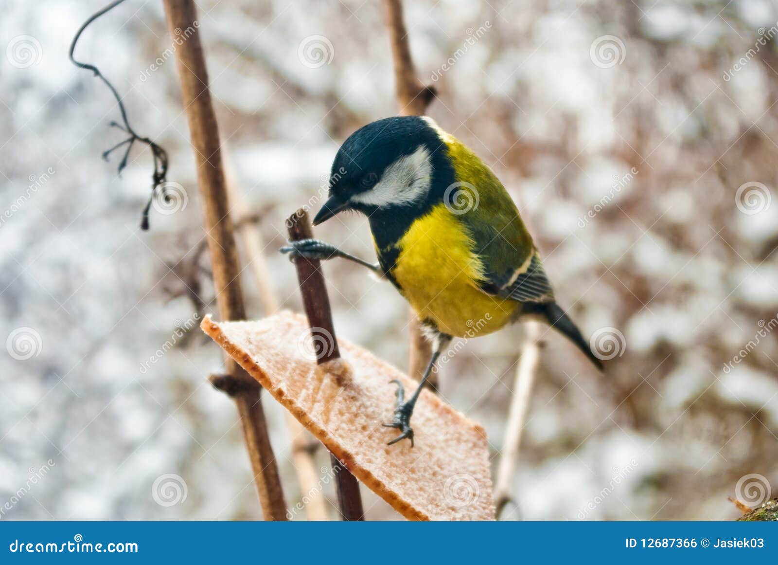 Bird a blue titmouse stock photo. Image of snow, eating - 12687366