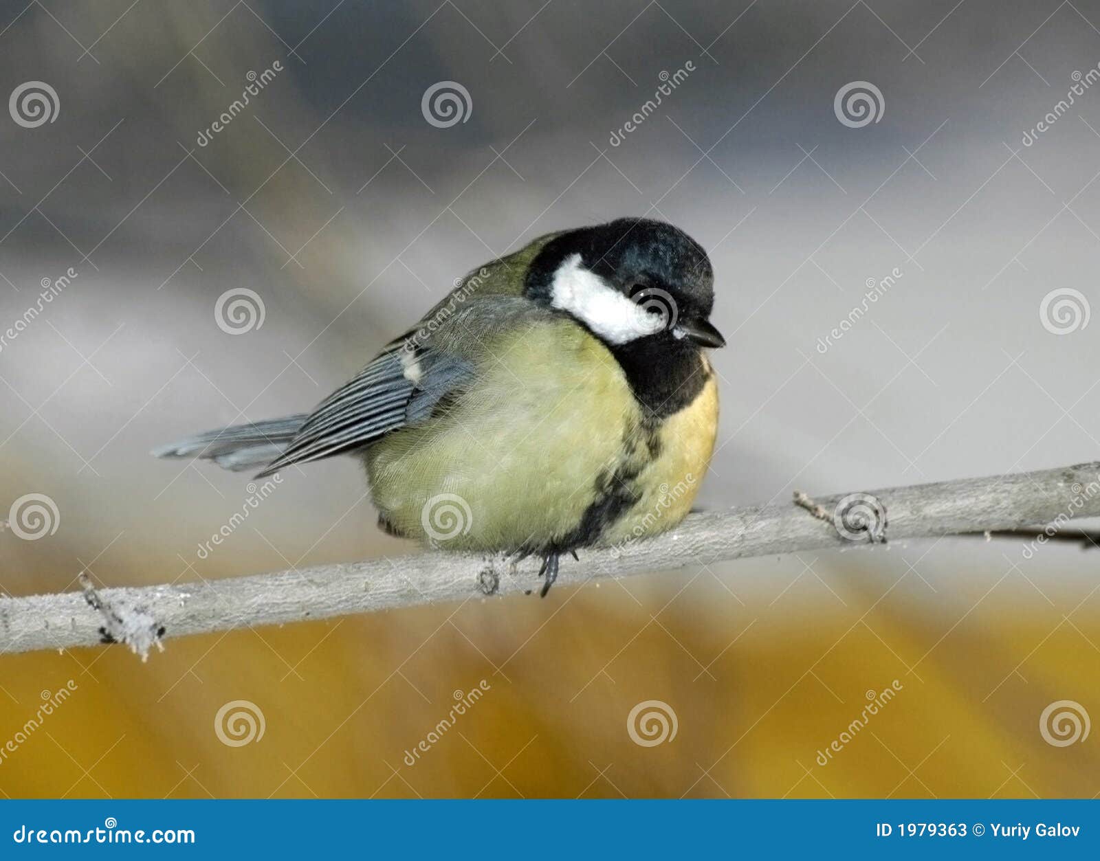 Bird a Blue Titmouse Sitting on a Branch Stock Image - Image of warbler ...