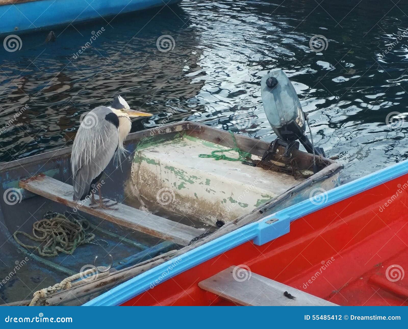 Bird boat stock photo. Image of wild, crane, bird, blue - 55485412