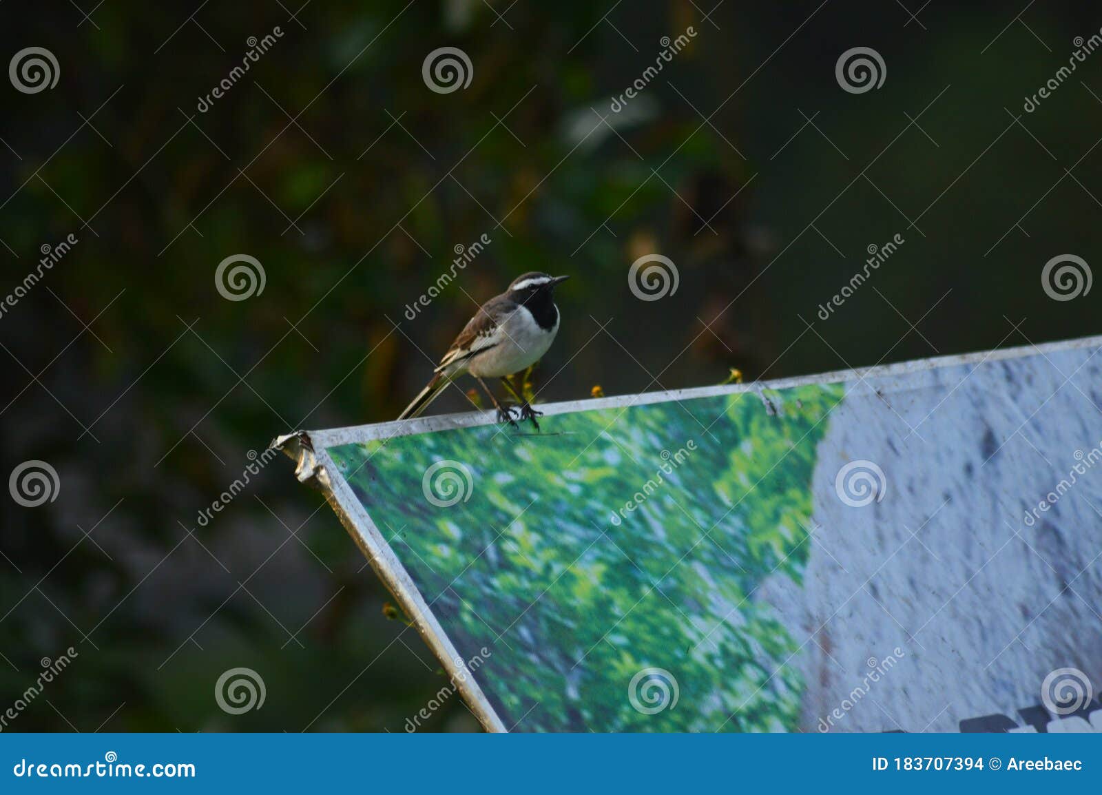 Bird on bord stock photo. Image of branch, animal, beak - 183707394