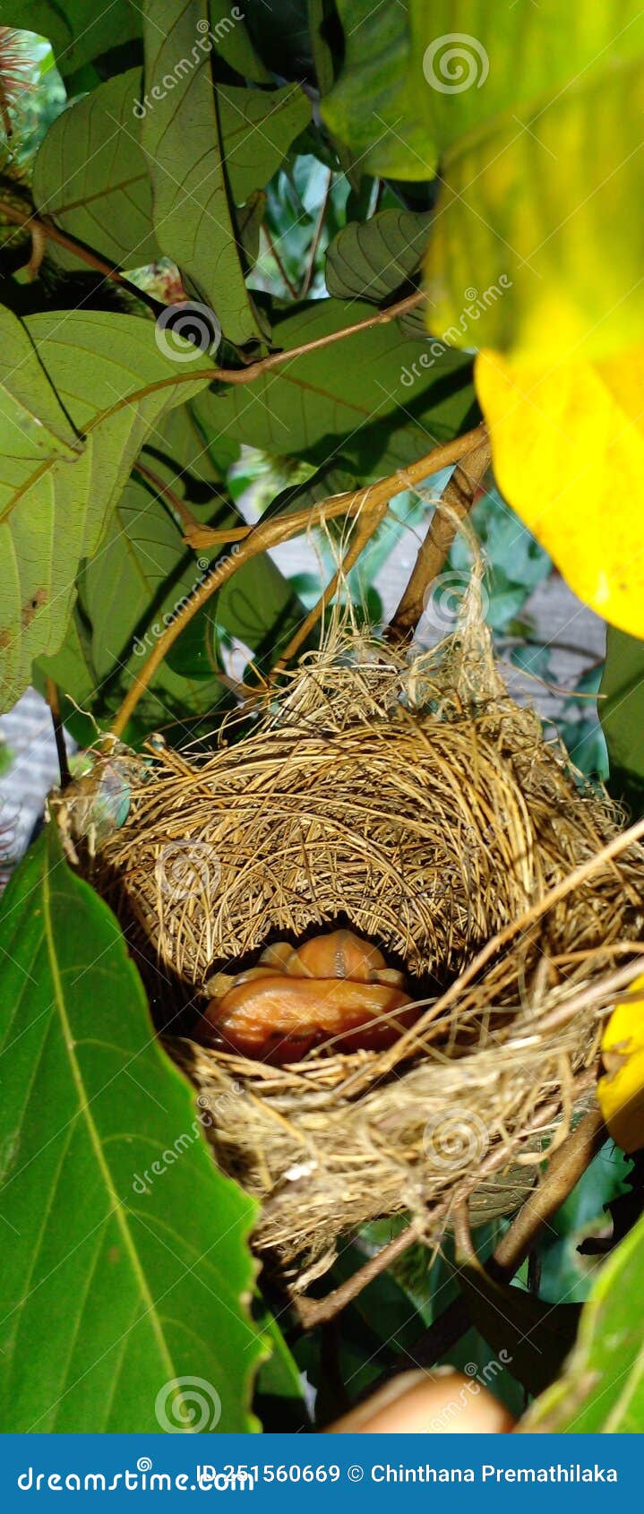 Bird Born stock image. Image of produce, nature, food - 251560669