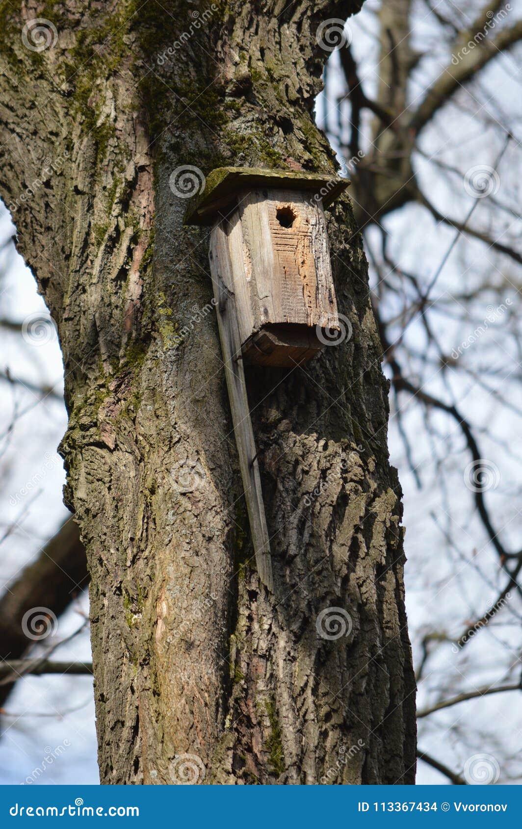 Bird Box stock photo. Image of bird, forest, park, wooden - 113367434