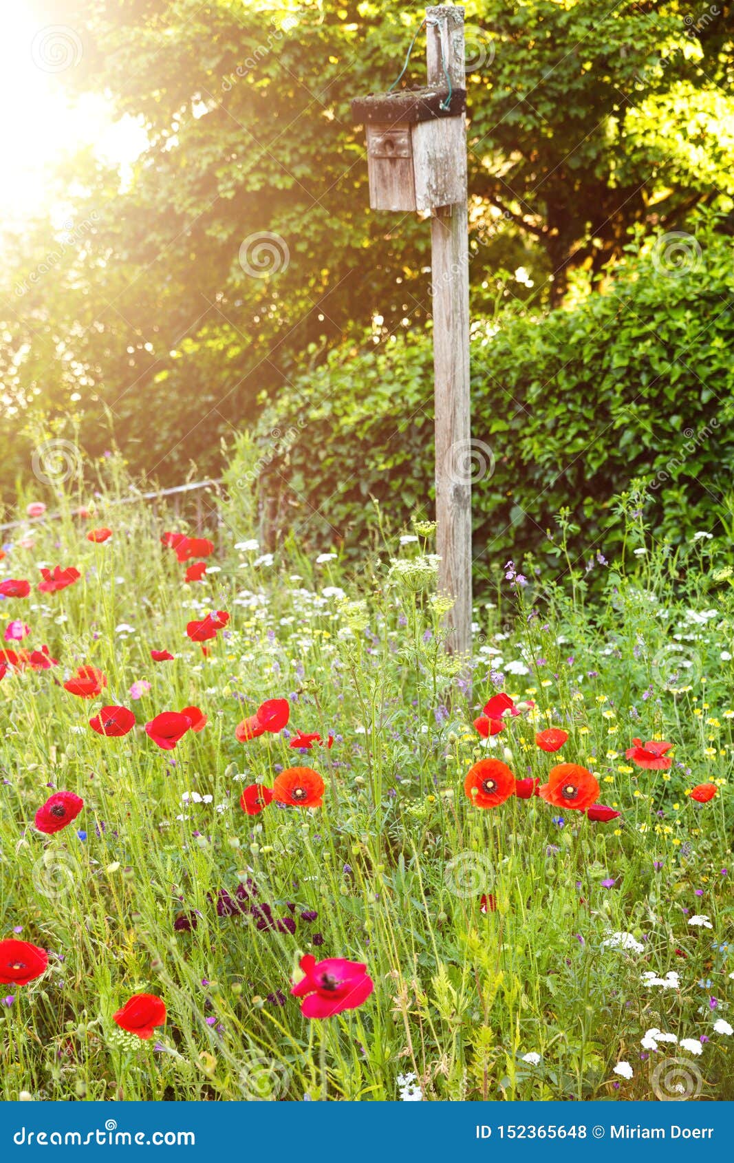 Bird Box in a Flower Field with Red Poppies Stock Photo - Image of ...