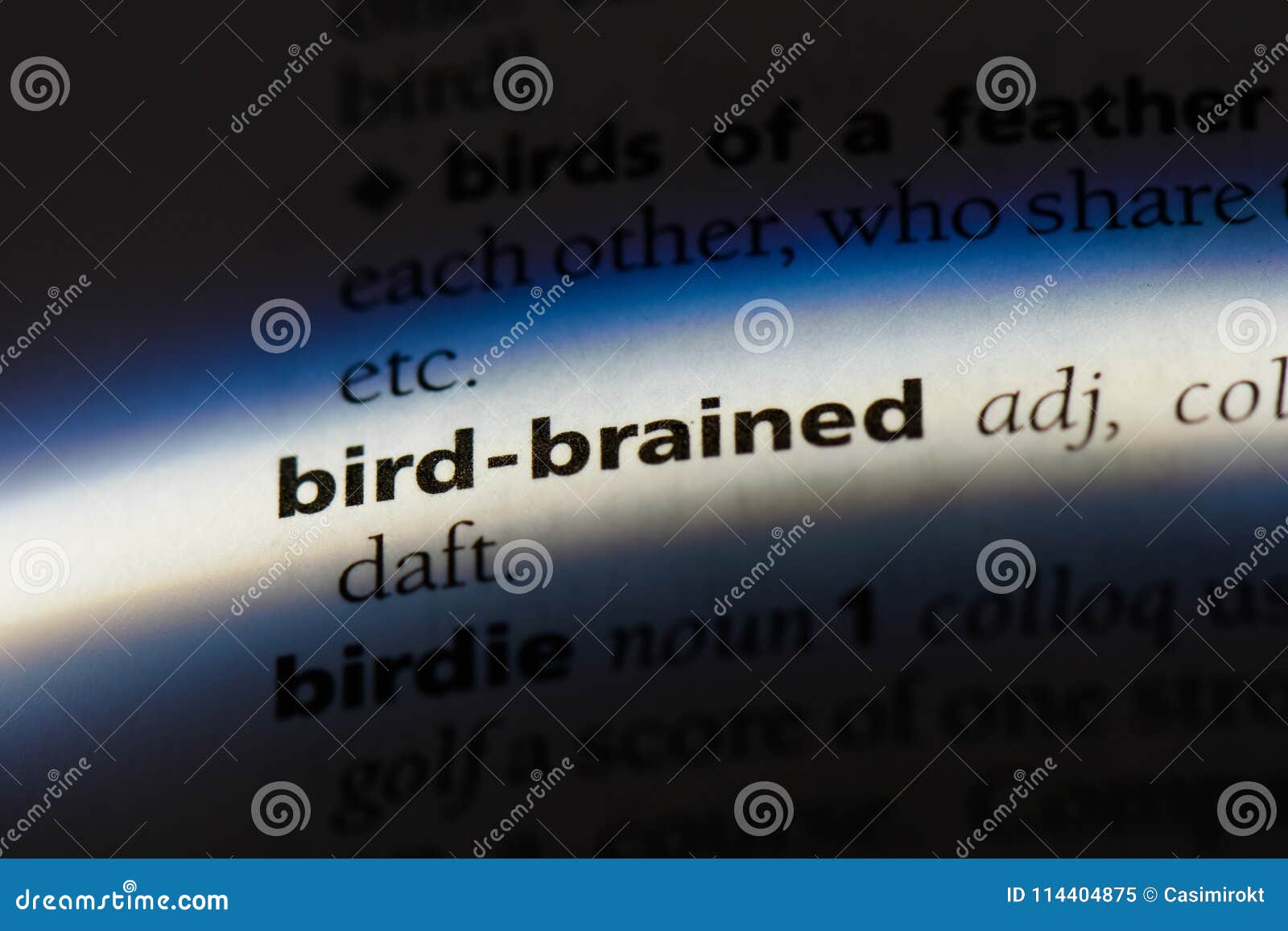 Bird-brained stock image. Image of birdbrained, dictionary - 114404875