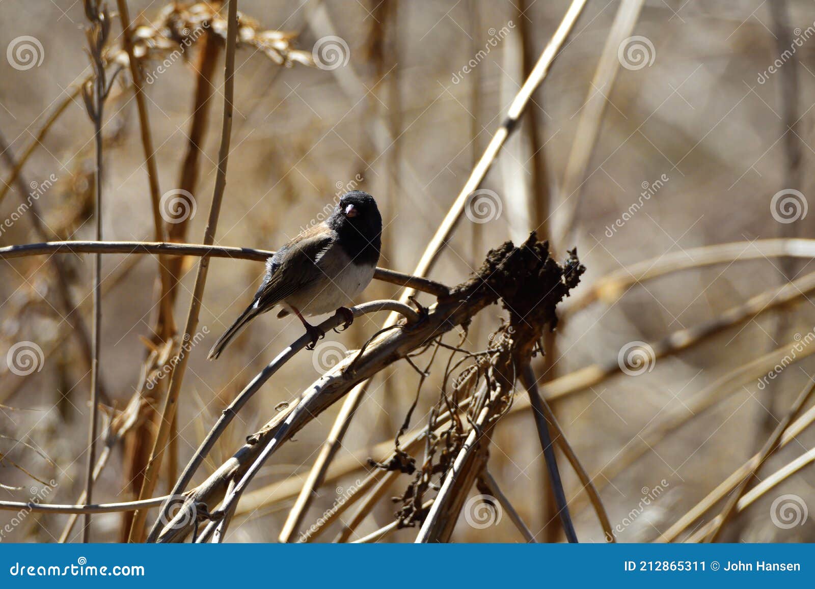Bird in the brambles stock image. Image of dried, wildlife - 212865311