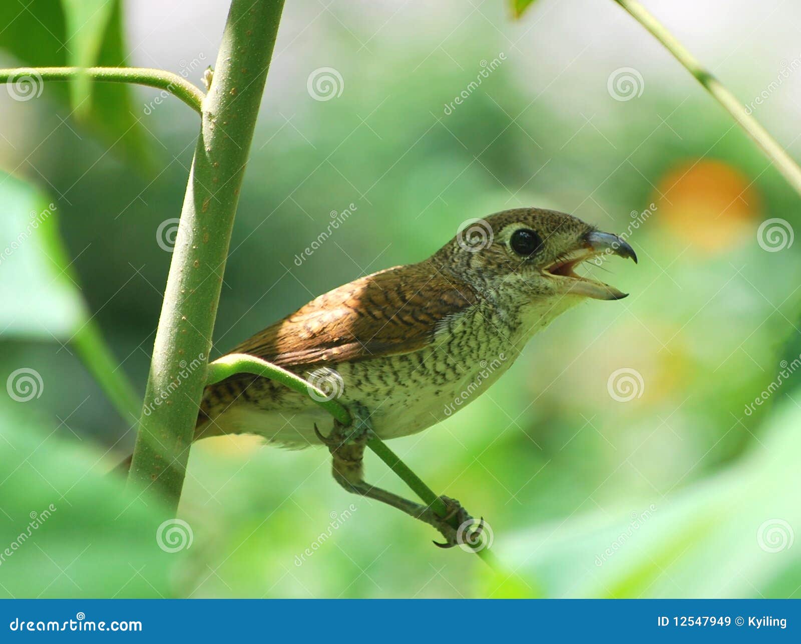 Bird on a branch stock image. Image of singapore, parks - 12547949