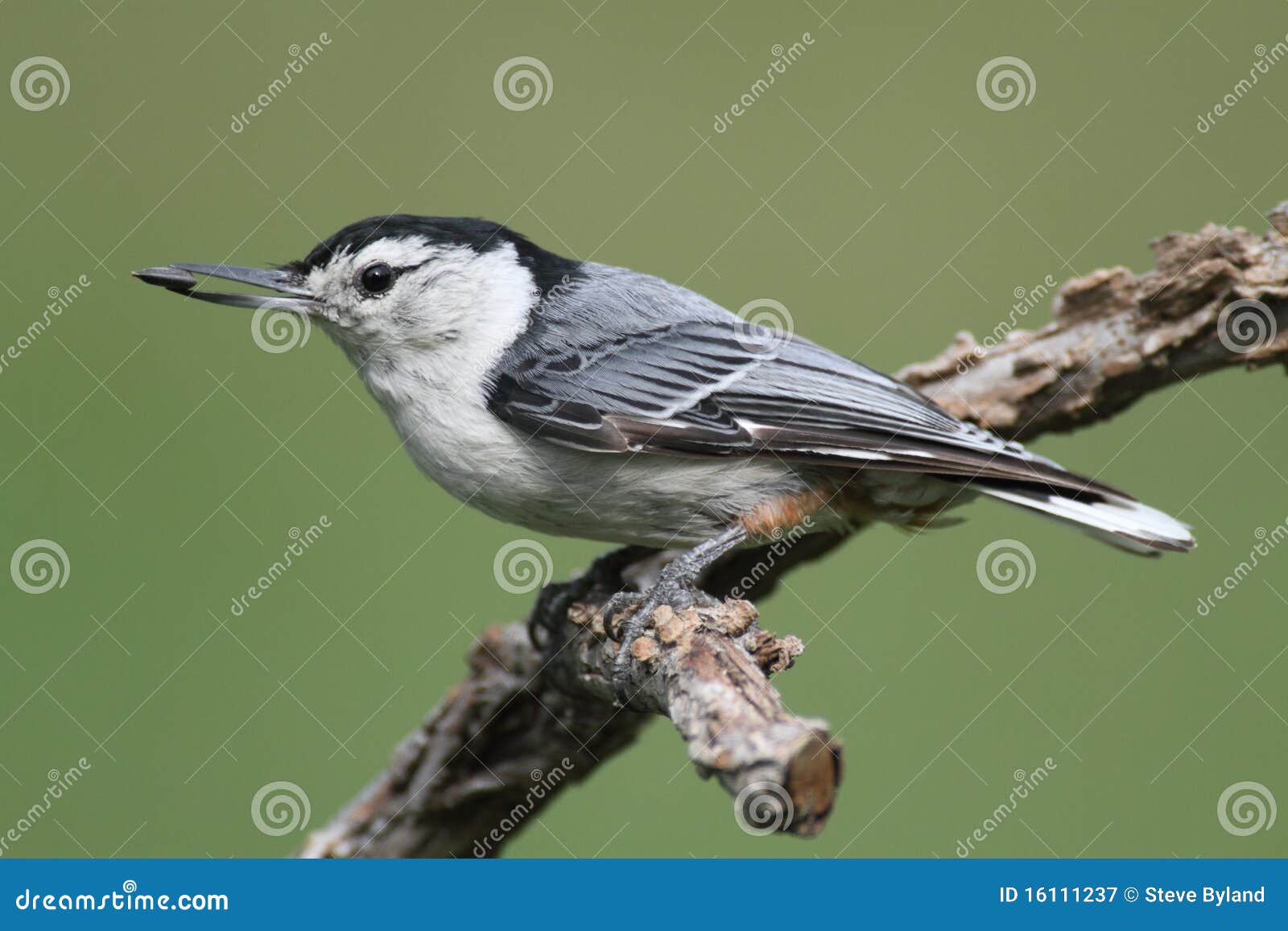 Bird on a Branch stock image. Image of nature, carolinensis - 16111237