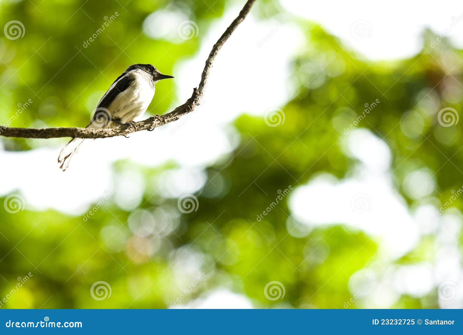 Bird on the branch stock image. Image of scroll, feathers - 23232725