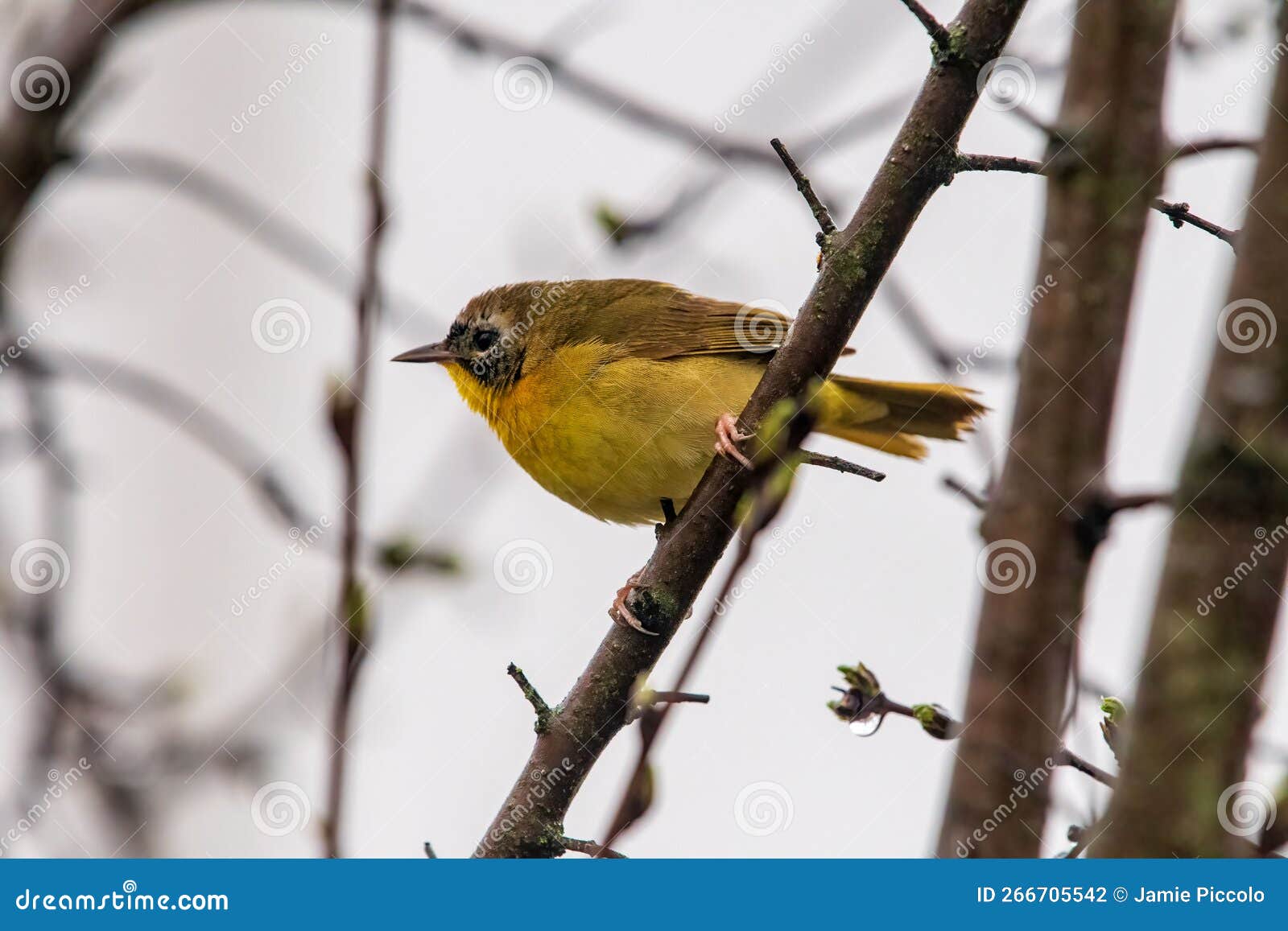 Bird in branch stock photo. Image of flower, beak, animal - 266705542