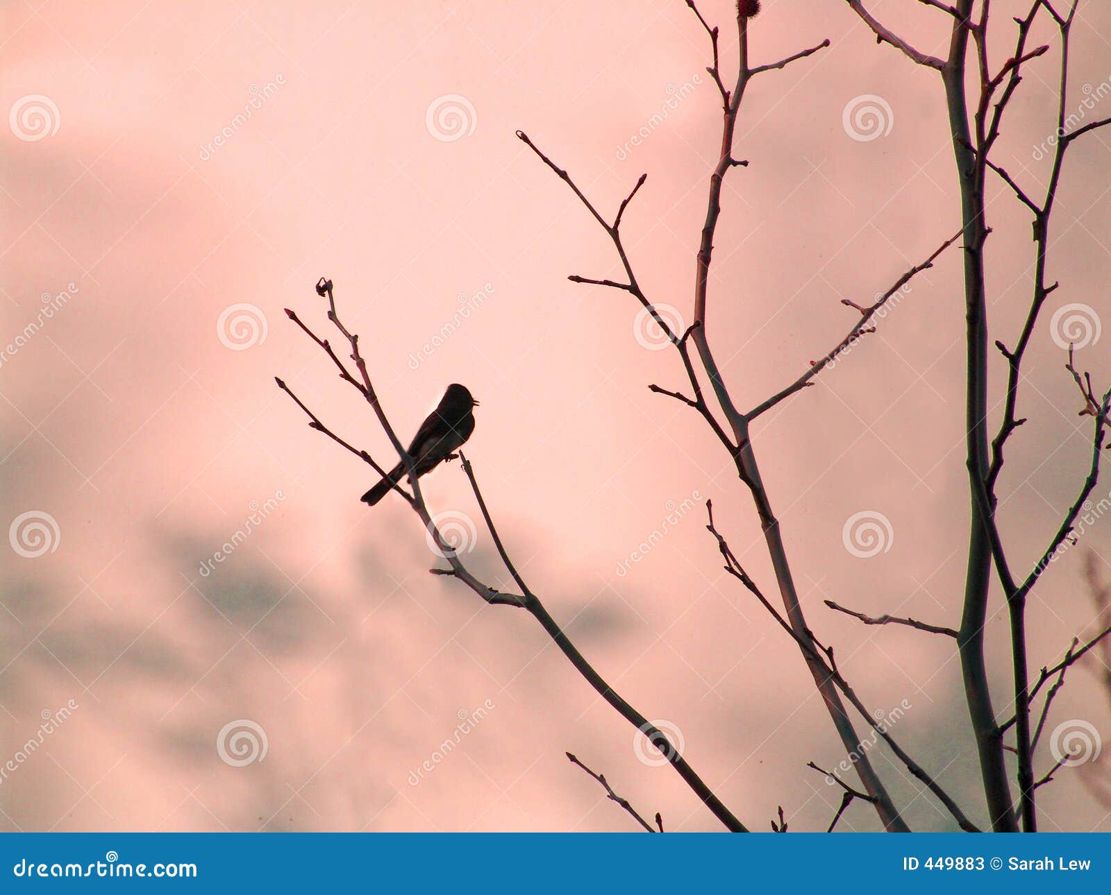 Bird on branch stock image. Image of lonely, branch, winter - 449883