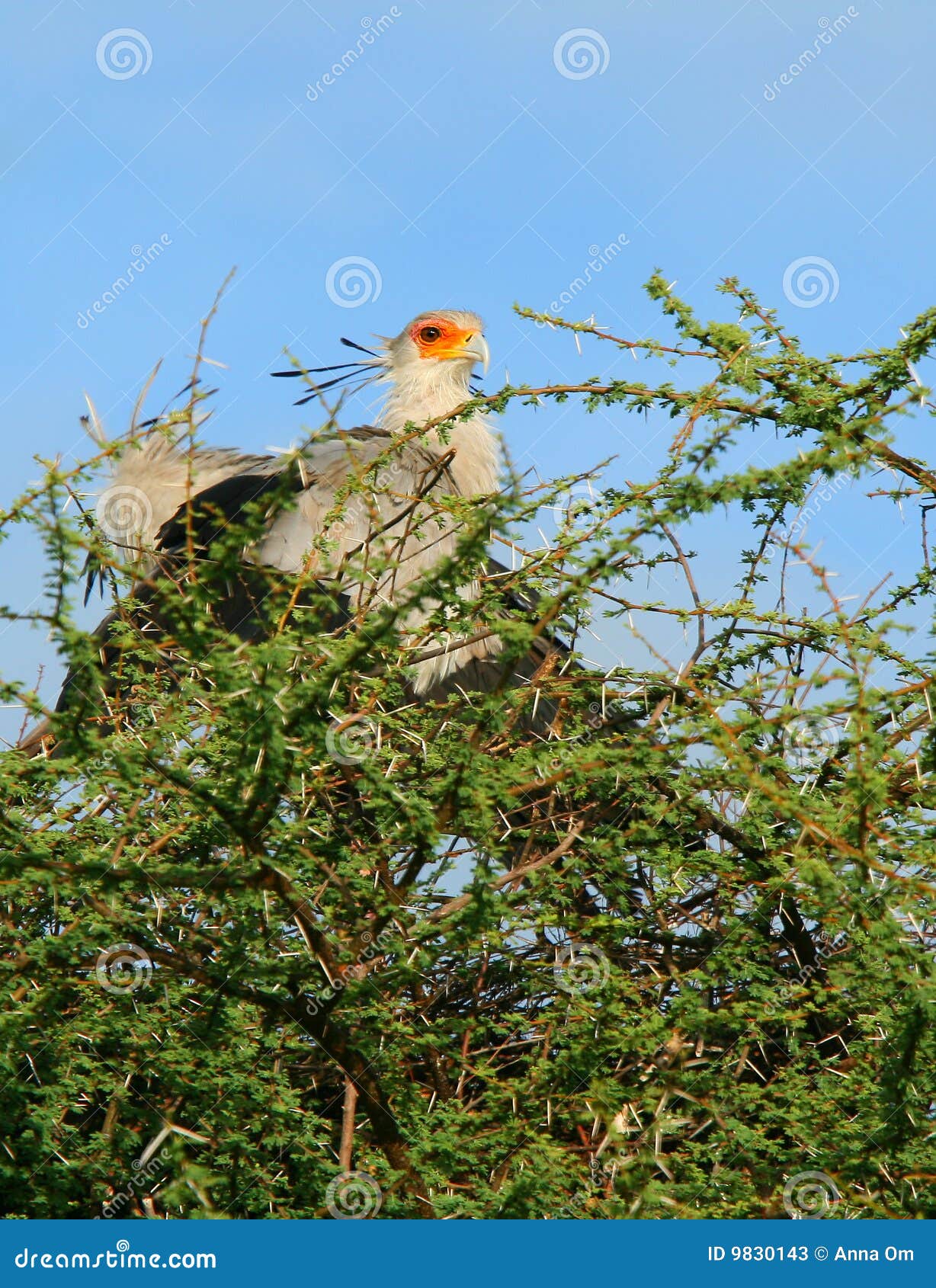 Bird on the branch stock image. Image of conservation - 9830143