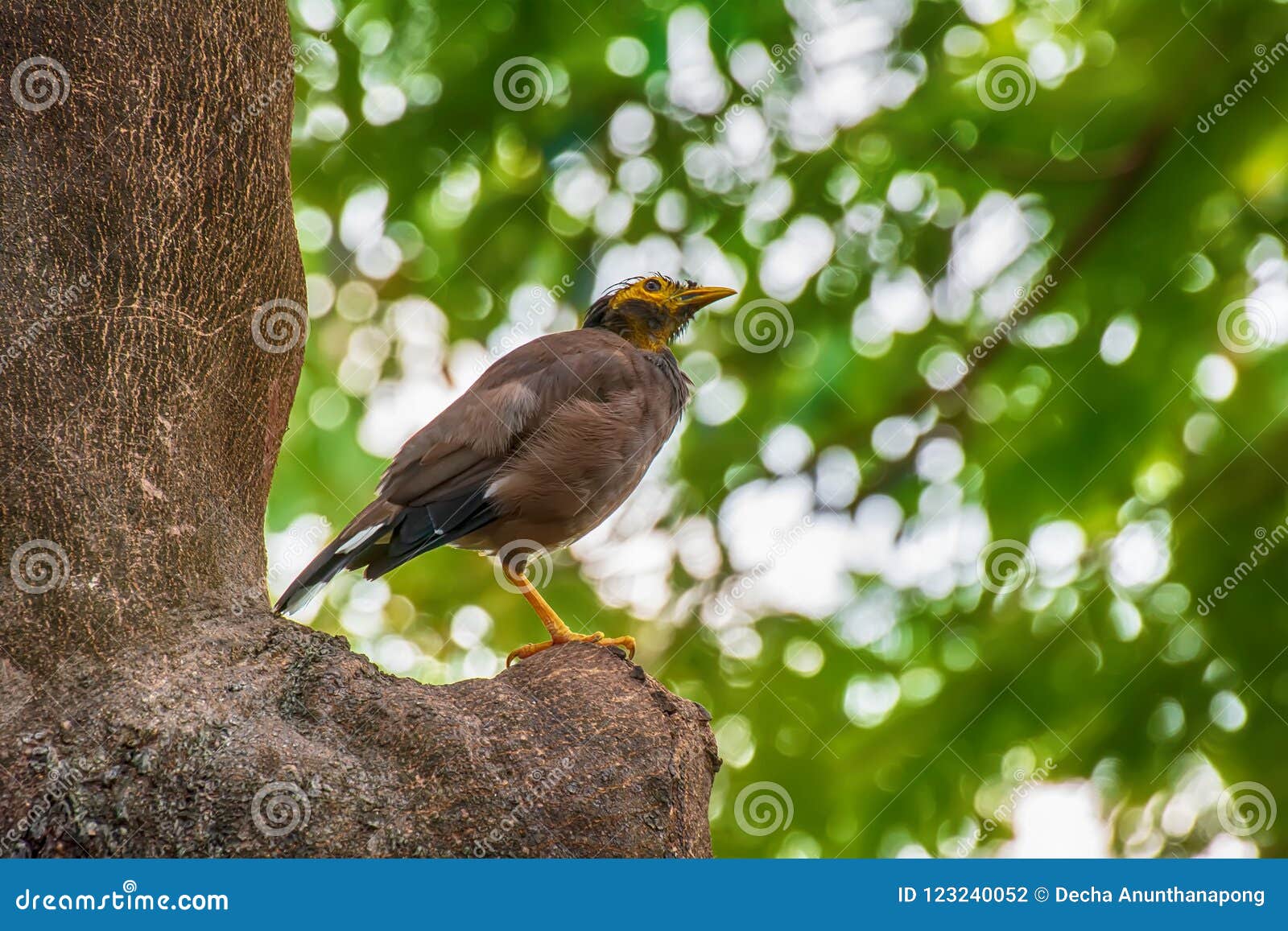 Bird on the branch stock photo. Image of background - 123240052