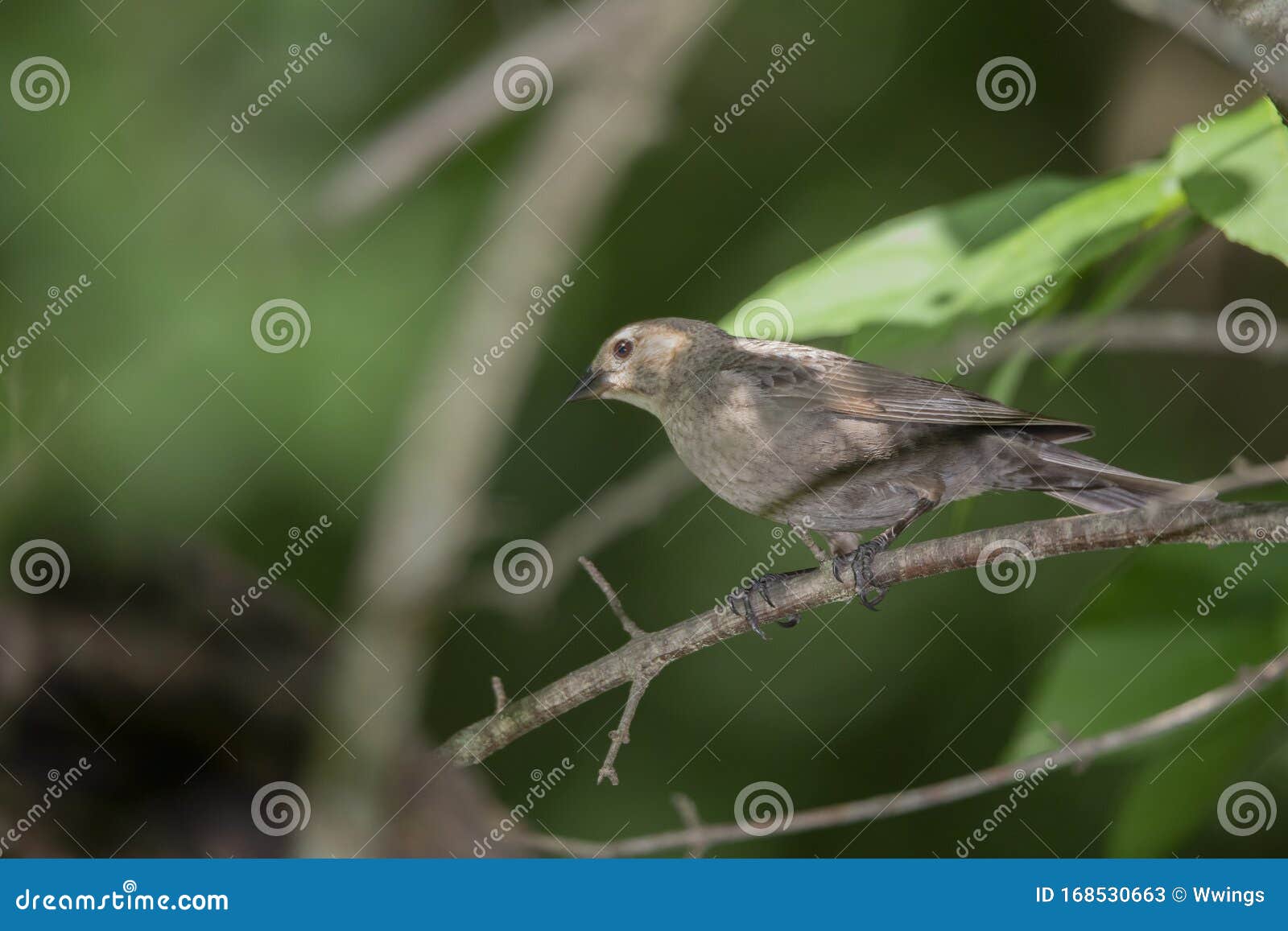 A bird on a branch stock image. Image of bird, animal - 168530663