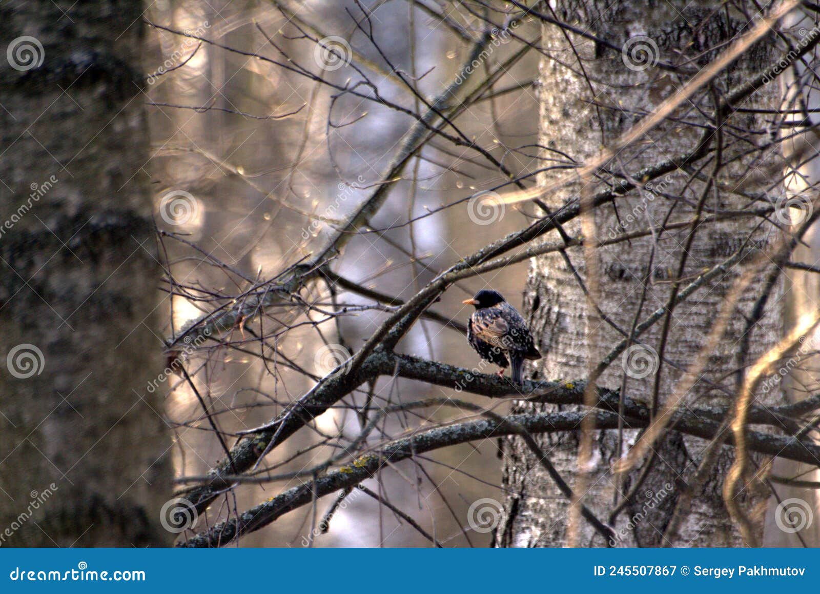 A bird on the branch stock image. Image of twig, autumn - 245507867