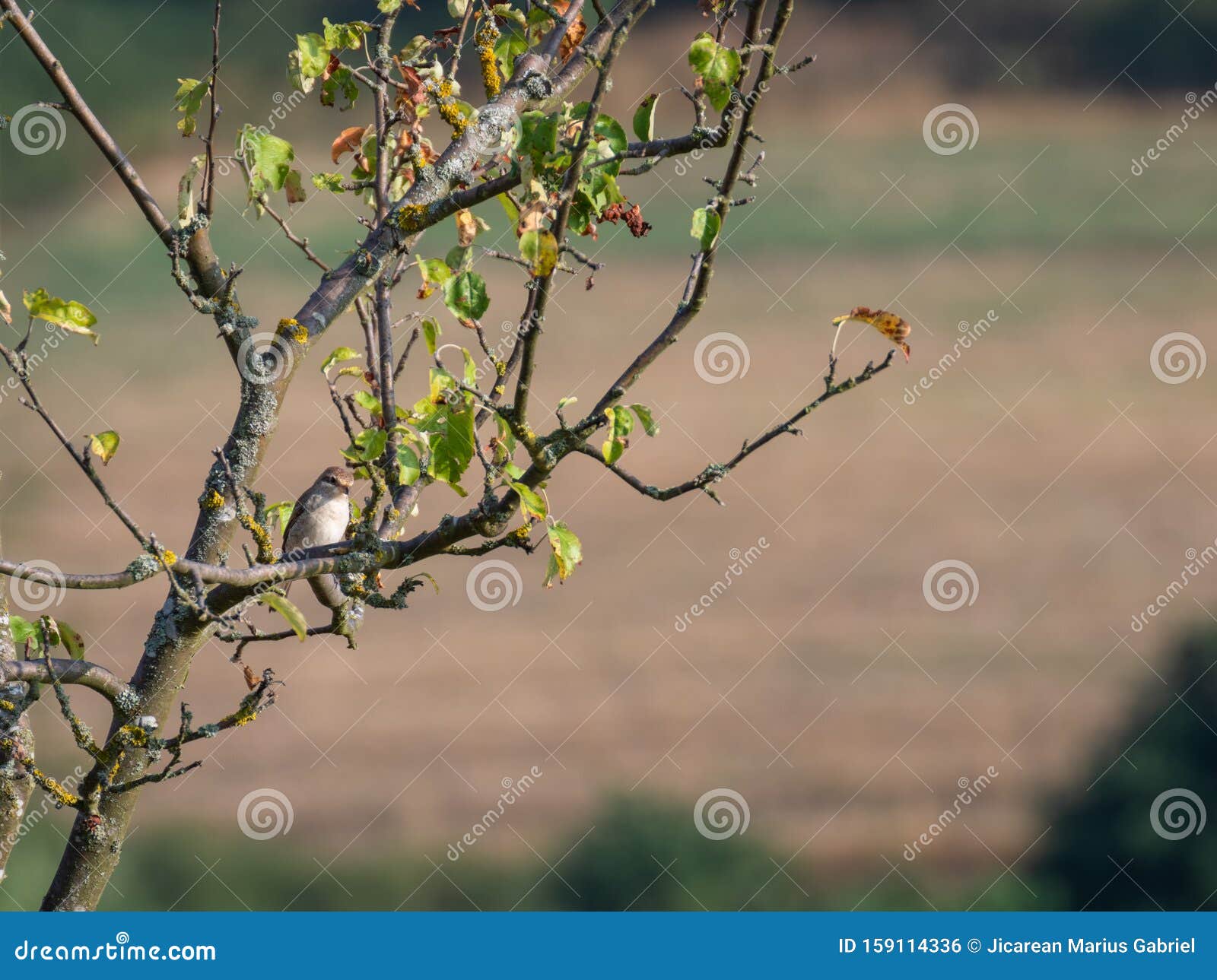 Bird on the Branch. Branch of a Tree in Spring Stock Photo - Image of ...