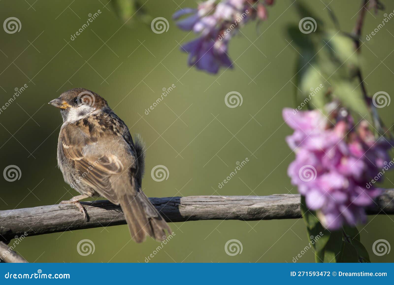 Bird on a Branch with a Flower Stock Photo - Image of animal, botany ...