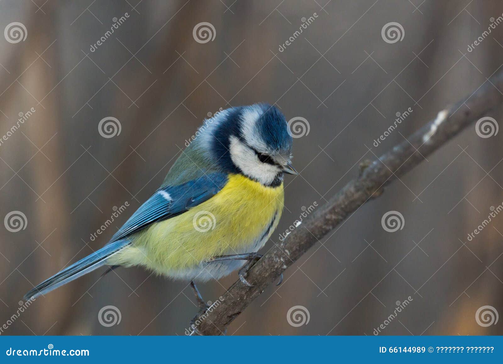Bird on a branch stock image. Image of view, blue, detail - 66144989
