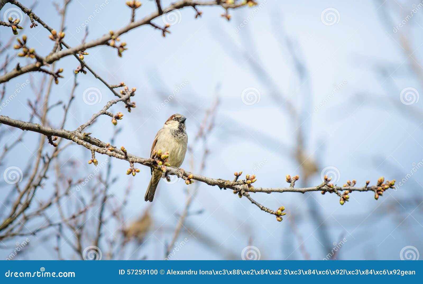 Bird on a branch stock photo. Image of beak, bird, buds - 57259100