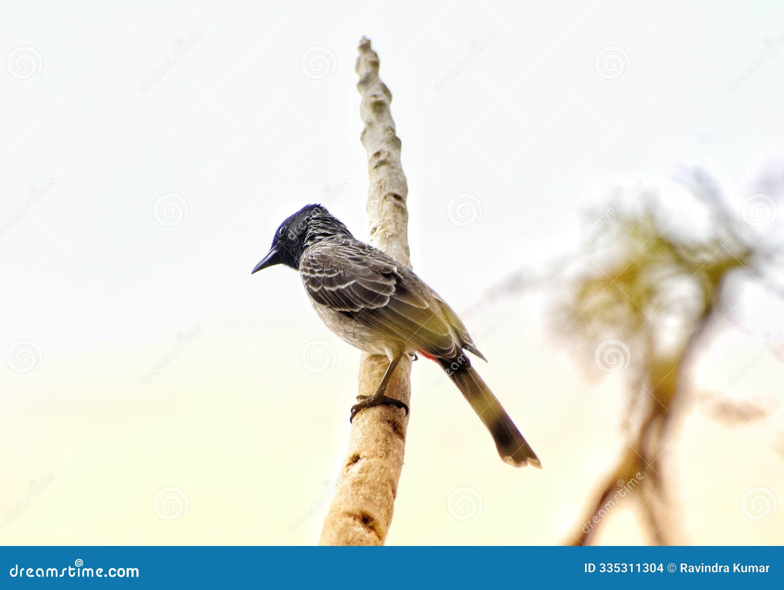 A Bird on a Branch of a Tree Stock Photo - Image of tree, animal: 335311304