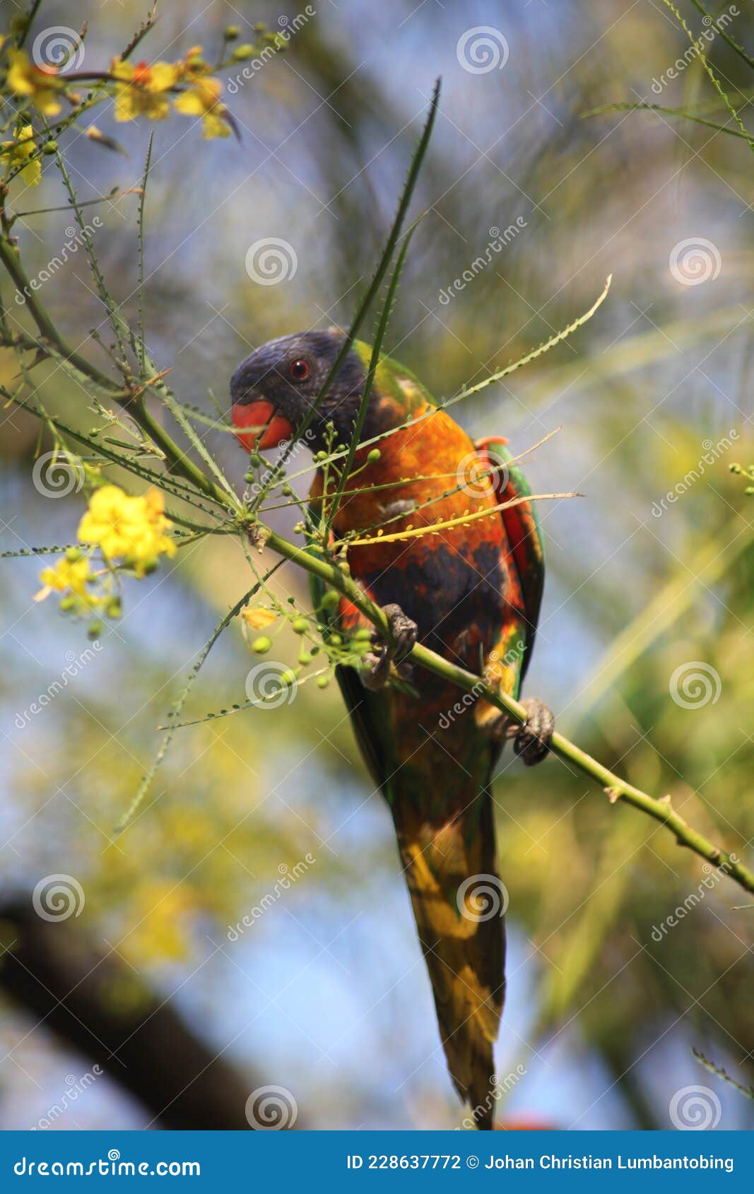 Bird on the branches stock photo. Image of branch, flower - 228637772